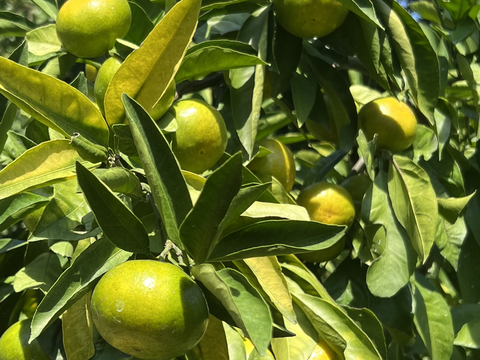 「まんでうまい」 極早生みかん 2S.S.M混合 3kg：兵庫県産のみかん・柑橘類｜食べチョク｜産地直送(産直)お取り寄せ通販 - 農家・漁師から旬の食材を直送