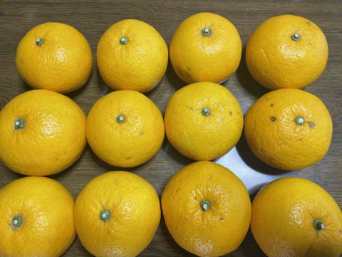 甘夏(糖度11.5当農園測定値）箱こみ9.5キロ 2L～4Lサイズ （300g～450g）ワックス不使用 農薬不使用：愛知県産のみかん・柑橘類｜食べチョク｜産地直送(産直)お取り寄せ通販 ...