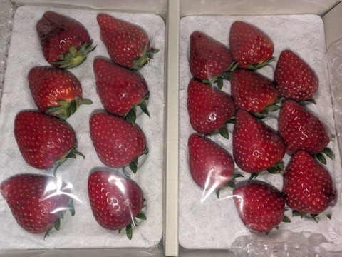 完熟ほしうらら！！数量限定！250g×2P 20粒～24粒 順次発送！！：埼玉県産のほしうらら｜食べチョク｜産地直送(産直)お取り寄せ通販 - 農家・漁師から旬の食材を直送