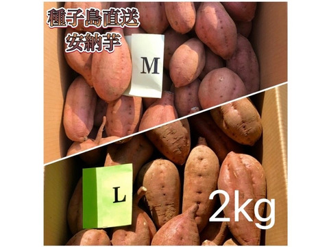 【絶品】aimo農園｜種子島産 安納芋 M&L 混合2kg(箱別)：鹿児島県産の安納紅｜食べチョク｜産地直送(産直)お取り寄せ通販 - 農家・漁師から旬の食材を直送
