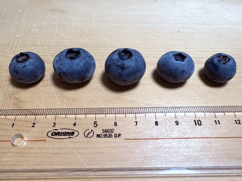 【冷蔵】パリッと爽やかな「高滝湖ブルーベリー」（露地栽培）250g×2p（ハイブッシュ）：千葉県産のブルーベリー｜食べチョク｜産地直送(産直)お取り寄せ通販 - 農家・漁師から旬の食材を直送