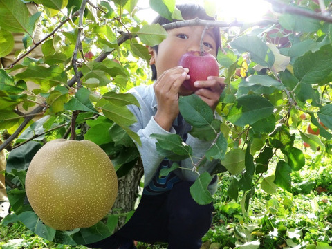 【瑞々しくて美味しい！】にっこり 和梨 家庭用 特大サイズ 約4.5キロ（1玉650g以上）：長野県産のにっこり｜食べチョク｜産地直送(産直 ...