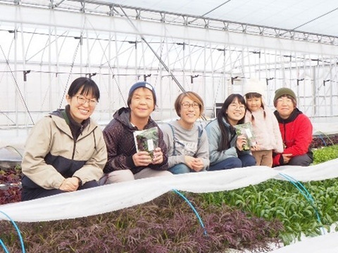 季節野菜のベストミックス☆★サラダセット140g×5p：長野県産の野菜セット｜食べチョク｜産地直送(産直)お取り寄せ通販 - 農家・漁師から旬の食材を直送