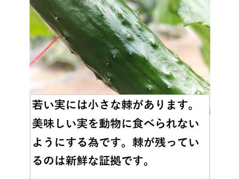 スナップエンドウ/キュウリのセット（約700g/12本）：秋田県産の野菜セット｜食べチョク｜産地直送(産直)お取り寄せ通販 - 農家・漁師から旬の食材を直送