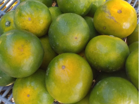 【小粒みかん】極早生品種YN26(4kg)和歌山産：大阪府産のみかん・柑橘類｜食べチョク｜産地直送(産直)お取り寄せ通販 - 農家・漁師から旬の食材を直送