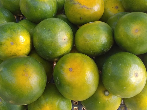 【小粒みかん】極早生品種YN26(4kg)和歌山産：大阪府産のみかん・柑橘類｜食べチョク｜産地直送(産直)お取り寄せ通販 - 農家・漁師から旬の食材を直送