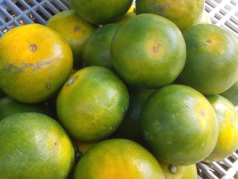 【小粒みかん】極早生品種YN26(2kg)和歌山産：大阪府産のみかん・柑橘類｜食べチョク｜産地直送(産直)お取り寄せ通販 - 農家・漁師から旬の食材を直送