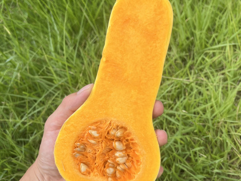甘くて濃厚！京都産完熟バターナッツ(1.5kg・2~3個)【化学農薬、肥料不使用】：京都府産のバターナッツかぼちゃ｜食べチョク｜産地直送(産直)お取り寄せ通販 - 農家・漁師から旬の食材を直送