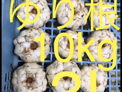 北海道産 ゆり根 3L 10kg お徳用 大特価 野菜：北海道産のゆり根｜食べチョク｜産地直送(産直)お取り寄せ通販 - 農家・漁師から旬の食材を直送