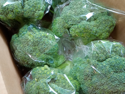 朝どれ ブロッコリー 約3Kg 3Lサイズ 6個入り 収穫当日出荷：茨城県産のピクセル｜食べチョク｜産地直送(産直)お取り寄せ通販 - 農家・漁師から旬の食材を直送
