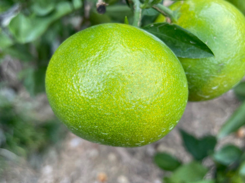 秋の爽やかな味覚！和歌山オリジナル品種『YN-26』約5kg：和歌山県産のみかん・柑橘類｜食べチョク｜産地直送(産直)お取り寄せ通販 - 農家・漁師から旬の食材を直送