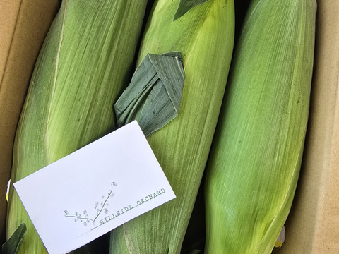 【2L(400g以上)6本入り】とうもろこし農家が本気で作ったドルチェドリーム！！【夏ギフト】：山梨県産のドルチェドリーム｜食べチョク｜産地直送(産直)お取り寄せ通販 - 農家・漁師から旬の食材を直送