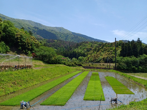 有機JASもち米 古代米 3kg 農薬不使用：福井県産の古代米｜食べチョク｜産地直送(産直)お取り寄せ通販 - 農家・漁師から旬の食材を直送