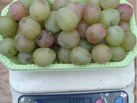 【訳あり】安芸クイーン 3kg(1kg×3パック)：山形県産の安芸クイーン｜食べチョク｜産地直送(産直)お取り寄せ通販 - 農家・漁師から旬の食材を直送