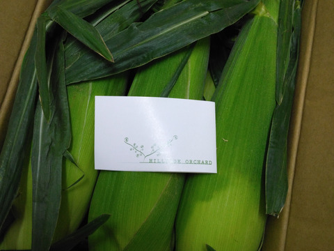 【2L(400g以上)6本入り】とうもろこし農家が本気で作ったドルチェドリーム！！【夏ギフト】：山梨県産のドルチェドリーム｜食べチョク｜産地直送(産直)お取り寄せ通販 - 農家・漁師から旬の食材を直送