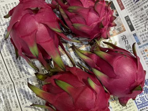 赤いドラゴンフルーツ 1kg2個〜：沖縄県産のその他ドラゴンフルーツ｜食べチョク｜産地直送(産直)お取り寄せ通販 - 農家・漁師から旬の食材を直送