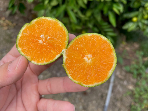 秋の爽やかな味覚！和歌山オリジナル品種『YN-26』約5kg：和歌山県産のみかん・柑橘類｜食べチョク｜産地直送(産直)お取り寄せ通販 - 農家・漁師から旬の食材を直送