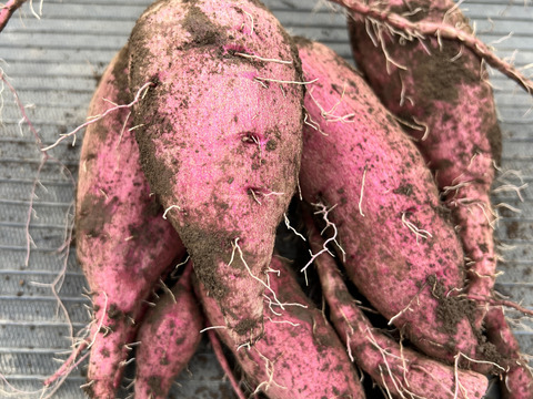 シルクスイート3kg【栽培期間中農薬化学肥料不使用】S〜2L混合：埼玉県産のシルクスイート｜食べチョク｜産地直送(産直)お取り寄せ通販 - 農家・漁師から旬の食材を直送