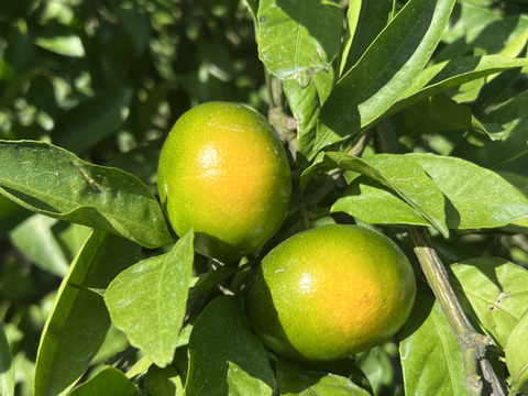 「まんでうまい」 極早生みかん 2S.S.M混合 3kg：兵庫県産のみかん・柑橘類｜食べチョク｜産地直送(産直)お取り寄せ通販 - 農家・漁師から旬の食材を直送