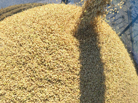 新米 白米 5kg キヌヒカリ 令和7年度産 熊本県産 無洗米 hiroファーム：熊本県産のお米｜食べチョク｜産地直送(産直)お取り寄せ通販 - 農家・漁師から旬の食材を直送