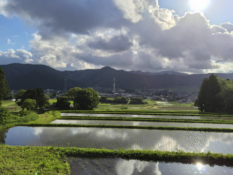 有機JASもち米 古代米 3kg 農薬不使用：福井県産の古代米｜食べチョク｜産地直送(産直)お取り寄せ通販 - 農家・漁師から旬の食材を直送