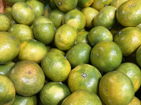 「まんでうまい」 極早生みかん 2S.S.M混合 3kg：兵庫県産のみかん・柑橘類｜食べチョク｜産地直送(産直)お取り寄せ通販 - 農家・漁師から旬の食材を直送