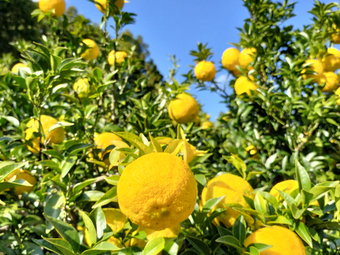 【数量限定】有機JAS認証ゆず（黄玉・優品）3kg：徳島県産のみかん・柑橘類｜食べチョク｜産地直送(産直)お取り寄せ通販 - 農家・漁師から旬の食材を直送