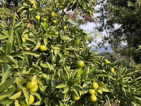 「まんでうまい」 極早生みかん 2S.S.M混合 3kg：兵庫県産のみかん・柑橘類｜食べチョク｜産地直送(産直)お取り寄せ通販 - 農家・漁師から旬の食材を直送