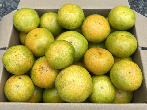 「まんでうまい」 極早生みかん 2S.S.M混合 3kg：兵庫県産のみかん・柑橘類｜食べチョク｜産地直送(産直)お取り寄せ通販 - 農家・漁師から旬の食材を直送