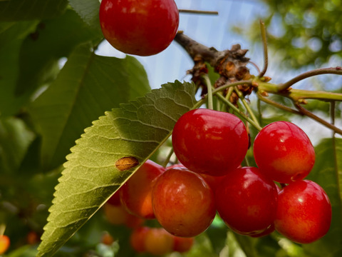 『やまがた紅王』200g 贈答用 2L~3L：山形県産のやまがた紅王｜食べチョク｜産地直送(産直)お取り寄せ通販 - 農家・漁師から旬の食材を直送