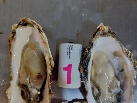 バラ牡蠣 生食可 7kg （45～60個くらい）：北海道産の牡蠣｜食べチョク｜産地直送(産直)お取り寄せ通販 - 農家・漁師から旬の食材を直送