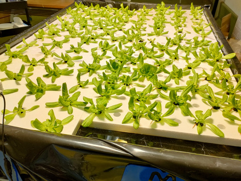 農薬、化学肥料不使用 ふんわりやわらかサラダ菜180g*5株：京都府産のサラダ菜｜食べチョク｜産地直送(産直)お取り寄せ通販 - 農家・漁師から旬の食材を直送