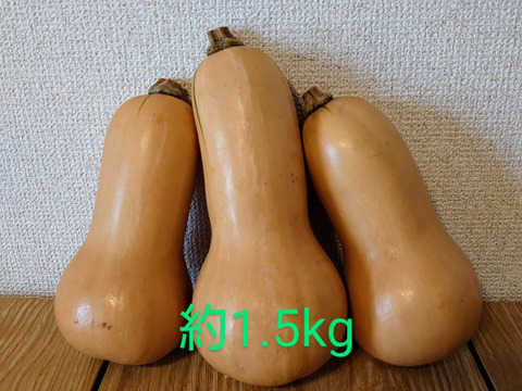 【栽培期間中農薬化学肥料なし】バターナッツかぼちゃ 1.5kg 3.0kg：千葉県産のバターナッツかぼちゃ｜食べチョク｜産地直送(産直)お取り寄せ通販 - 農家・漁師から旬の食材を直送