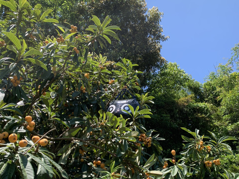 10%増量【加工用】レシピ付き！自然栽培びわ（冷凍）500g +50g：愛知県産の加工品｜食べチョク｜産地直送(産直)お取り寄せ通販 - 農家・漁師から旬の食材を直送