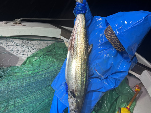 新鮮！獲れたて！刺し網漁師から直送！ 『天然サワラ』まるまる1尾2.5kg〜3.0kg前後（処理前）：山口県産のサワラ｜食べチョク｜産地直送(産直)お取り寄せ通販 - 農家・漁師から旬の食材を直送