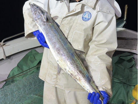 新鮮！獲れたて！刺し網漁師から直送！ 『天然サワラ』まるまる1尾2.5kg〜3.0kg前後（処理前）：山口県産のサワラ｜食べチョク｜産地直送(産直)お取り寄せ通販 - 農家・漁師から旬の食材を直送