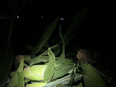 7月5日発送！【2L(400g以上)6本入り】とうもろこし農家が本気で作ったドルチェドリーム！！【夏ギフト】：山梨県産のドルチェドリーム｜食べチョク｜産地直送(産直)お取り寄せ通販 - 農家 ...