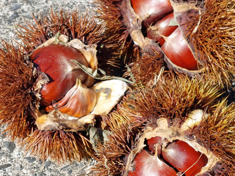 【自然栽培】3L～4Lサイズ！！ 大人気の丹波 栗1kg ：静岡県産の丹波栗｜食べチョク｜産地直送(産直)お取り寄せ通販 - 農家・漁師から旬の食材を直送