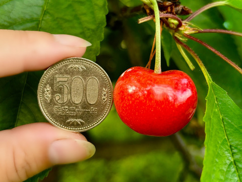 『やまがた紅王』200g 贈答用 2L~3L：山形県産のやまがた紅王｜食べチョク｜産地直送(産直)お取り寄せ通販 - 農家・漁師から旬の食材を直送
