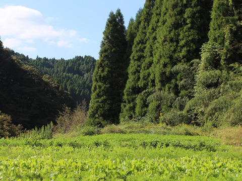 自然栽培 阿蘇 立岩水源の黒田五寸人参（6kg）：熊本県産の黒田五寸｜食べチョク｜産地直送(産直)お取り寄せ通販 - 農家・漁師から旬の食材を直送