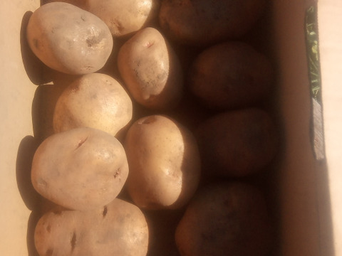 じゃがいも【キタアカリ】中〜大きめ （L〜2L込み）60サイズ、内容量1,8kg：群馬県産のキタアカリ｜食べチョク｜産地直送(産直)お取り寄せ通販 - 農家・漁師から旬の食材を直送