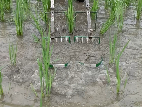 有機JASもち米 古代米 3kg 農薬不使用：福井県産の古代米｜食べチョク｜産地直送(産直)お取り寄せ通販 - 農家・漁師から旬の食材を直送