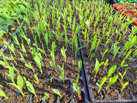 【最終出荷】【新鮮朝採り・当日クール便発送】夢のような美味しさ！とうもろこし『ドルチェドリーム』3kg・8～10本：神奈川県産のドルチェドリーム｜食べチョク｜産地直送(産直)お取り寄せ通販 ...