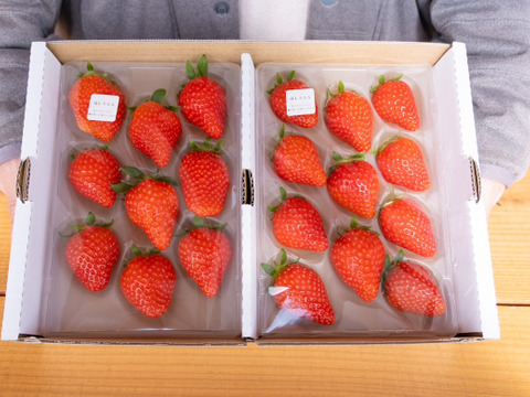 旬のいちご食べ比べ 8P お得なご家庭用！ 230g×8p：山梨県産の品種おまかせ｜食べチョク｜産地直送(産直)お取り寄せ通販 - 農家・漁師から旬の食材を直送