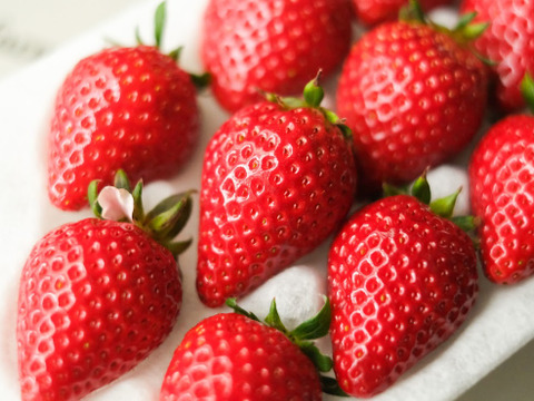 完熟ほしうらら！！数量限定！250g×2P 20粒～24粒 順次発送！！：埼玉県産のほしうらら｜食べチョク｜産地直送(産直)お取り寄せ通販 - 農家・漁師から旬の食材を直送