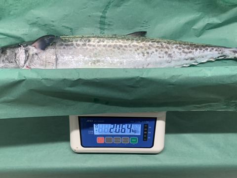 新鮮！獲れたて！刺し網漁師から直送！ 『天然サワラ』まるまる1尾2.5kg〜3.0kg前後（処理前）：山口県産のサワラ｜食べチョク｜産地直送(産直)お取り寄せ通販 - 農家・漁師から旬の食材を直送