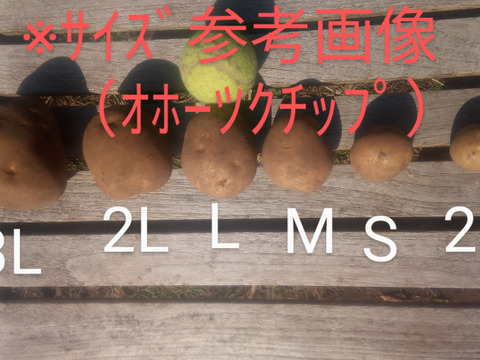 じゃがいも【オホーツクチップ】中〜大きめ （L〜2L込）60サイズ 内容量1,8kg：群馬県産のオホーツクチップ｜食べチョク｜産地直送(産直)お取り寄せ通販 - 農家・漁師から旬の食材を直送