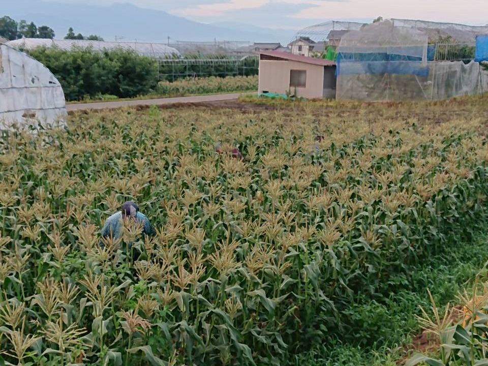【メディア掲載多数】タカハシファームのトウモロコシ『おおもの』（L～2Lサイズ 8本入り）：山形県産のおおもの｜食べチョク｜産地直送(産直)お ...