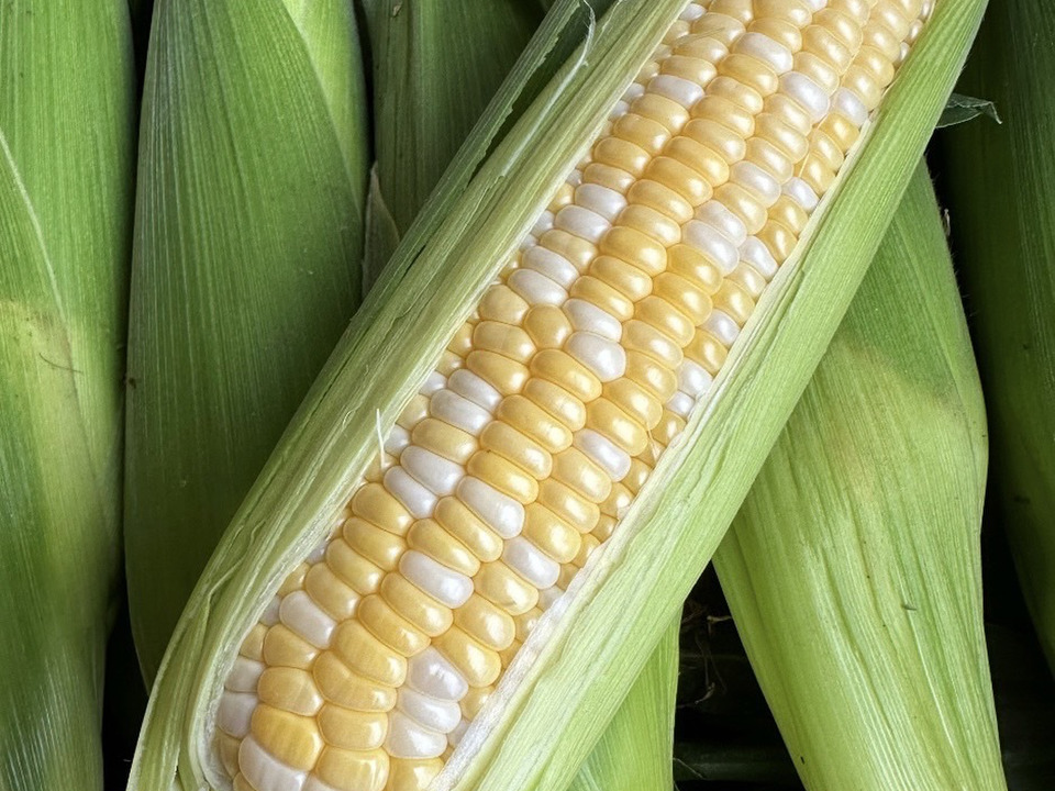 今期最後！本日出荷！【2L(400g以上)12本入り】とうもろこし農家が本気で作ったドルチェドリーム！！【縦詰、化粧箱入】：山梨県産のドルチェドリーム｜食べチョク｜産地直送(産直)お取り寄せ ...