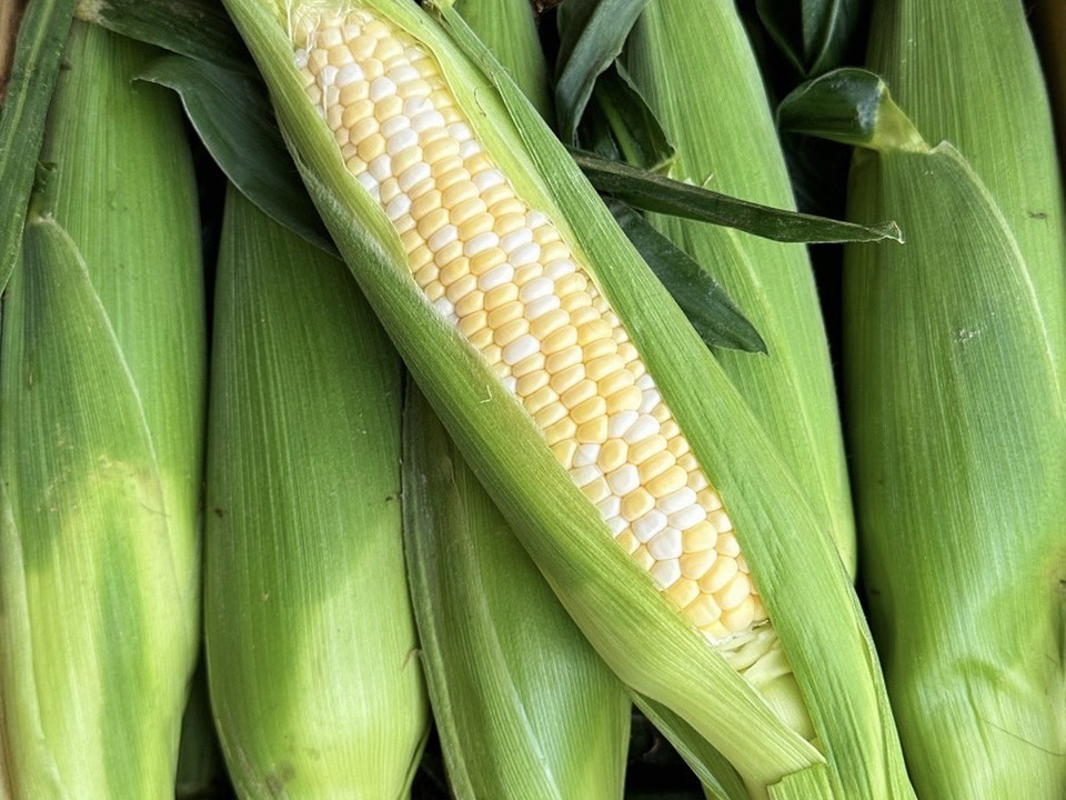 今期最後！本日出荷！【2L(400g以上)12本入り】とうもろこし農家が本気で作ったドルチェドリーム！！【縦詰、化粧箱入】：山梨県産のドルチェドリーム｜食べチョク｜産地直送(産直)お取り寄せ ...